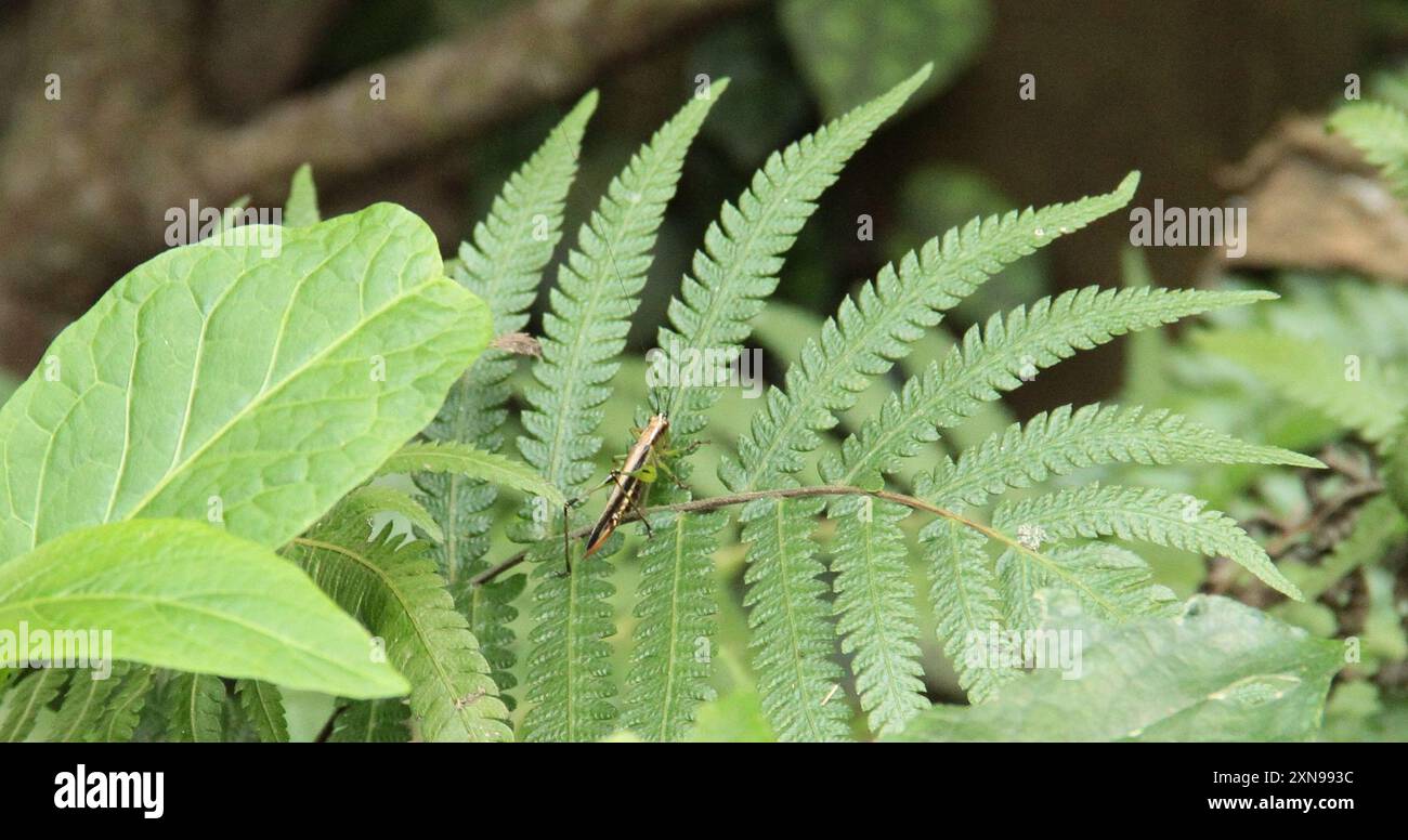 Conocephalus melaenus hi-res stock photography and images - Alamy