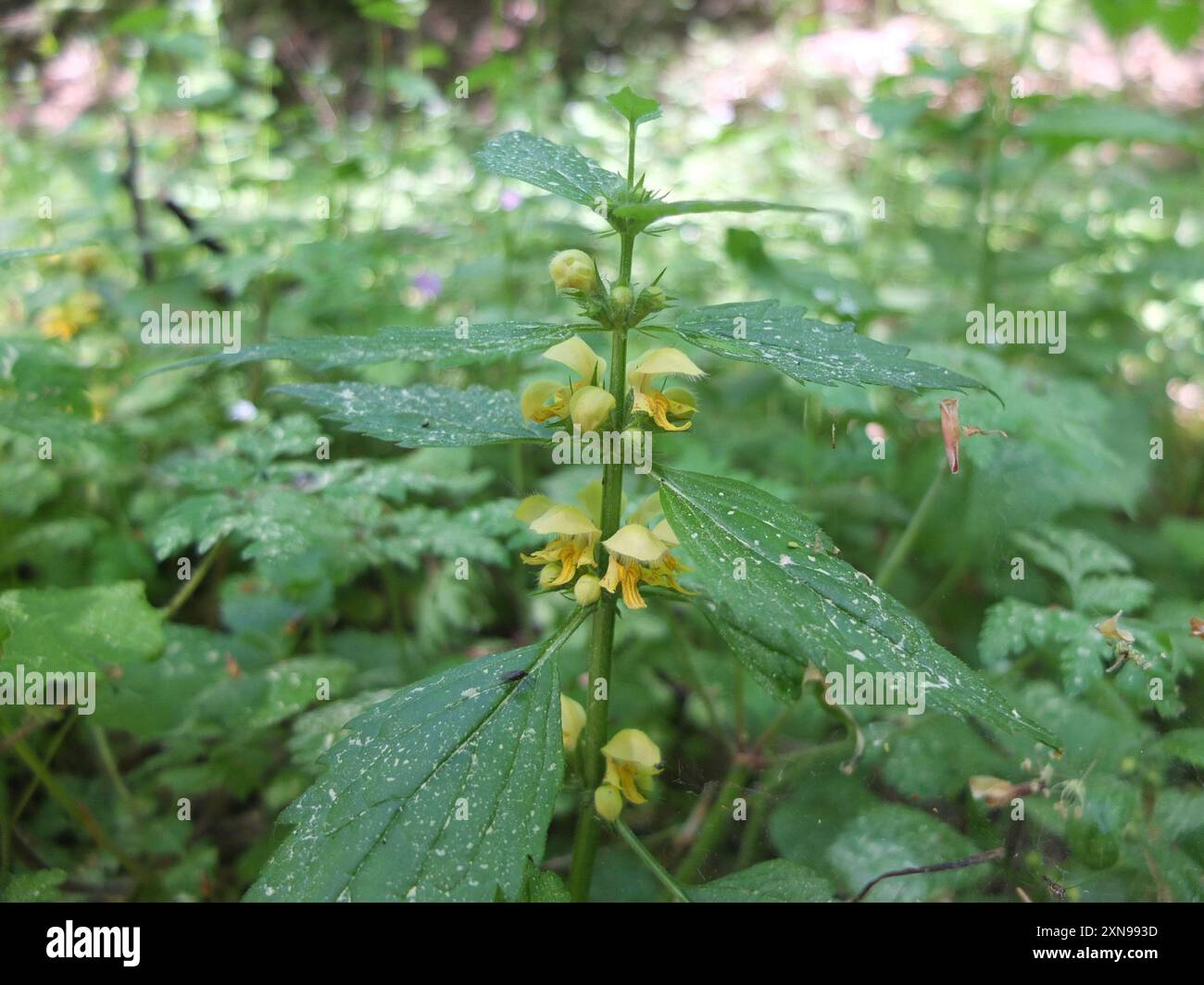 yellow archangel (Lamium galeobdolon) Plantae Stock Photo - Alamy