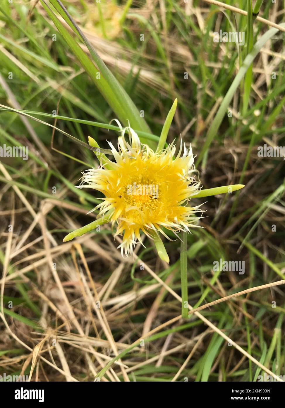 Pig's-root (Conicosia pugioniformis) Plantae Stock Photo - Alamy