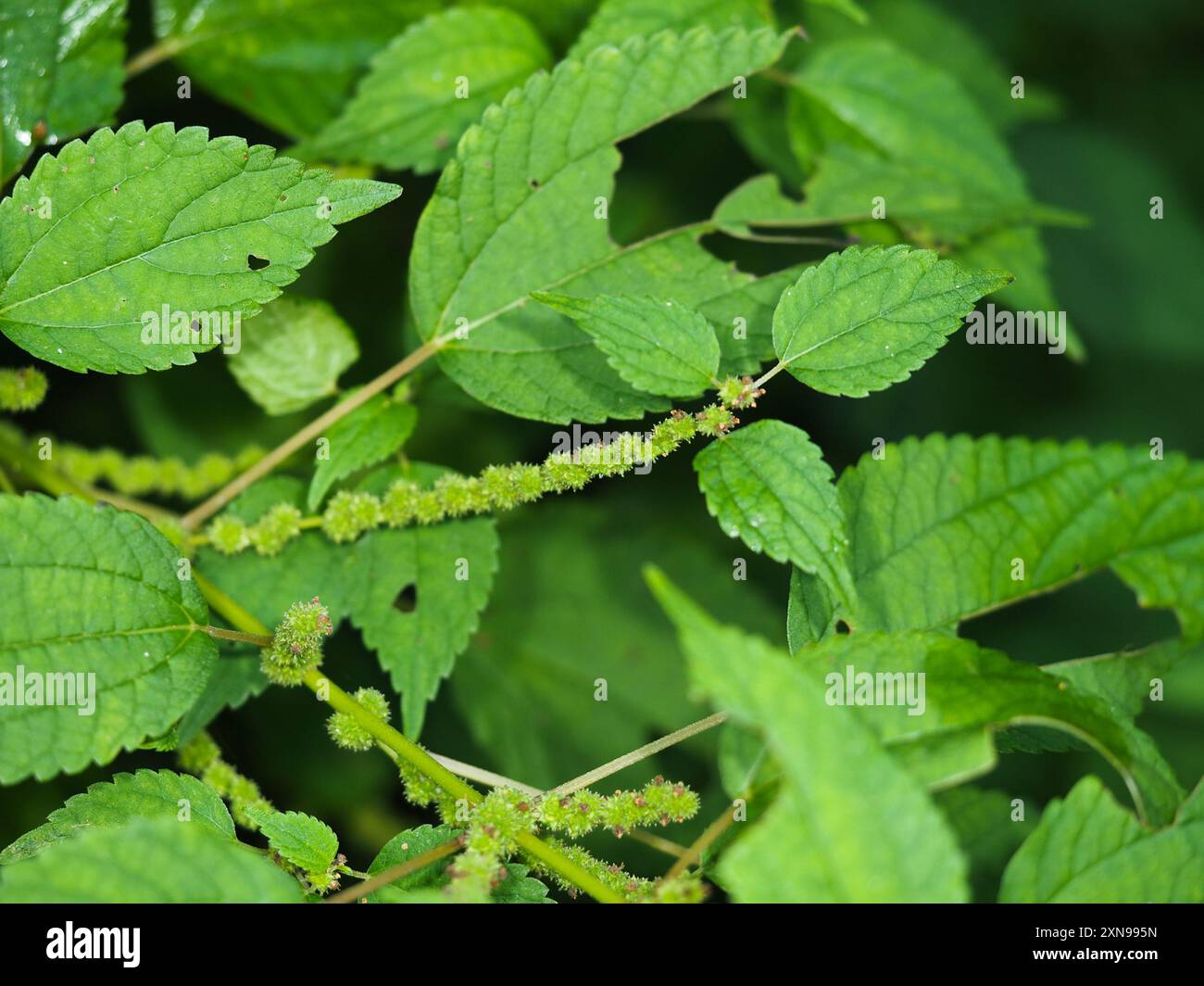 false nettle (Boehmeria cylindrica) Plantae Stock Photo - Alamy