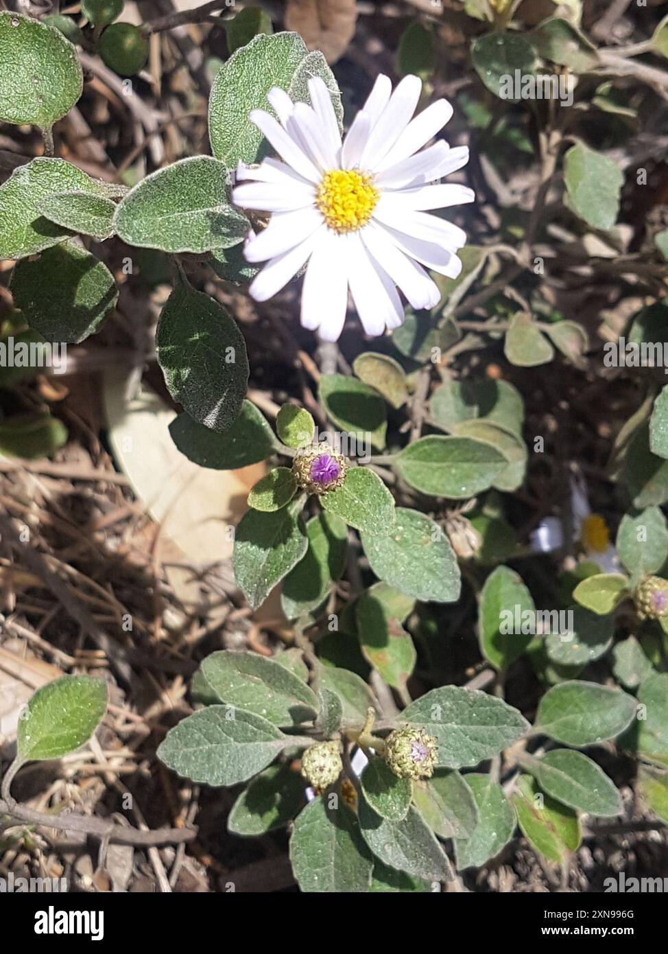 toothed daisy-bush (Olearia tomentosa) Plantae Stock Photo - Alamy