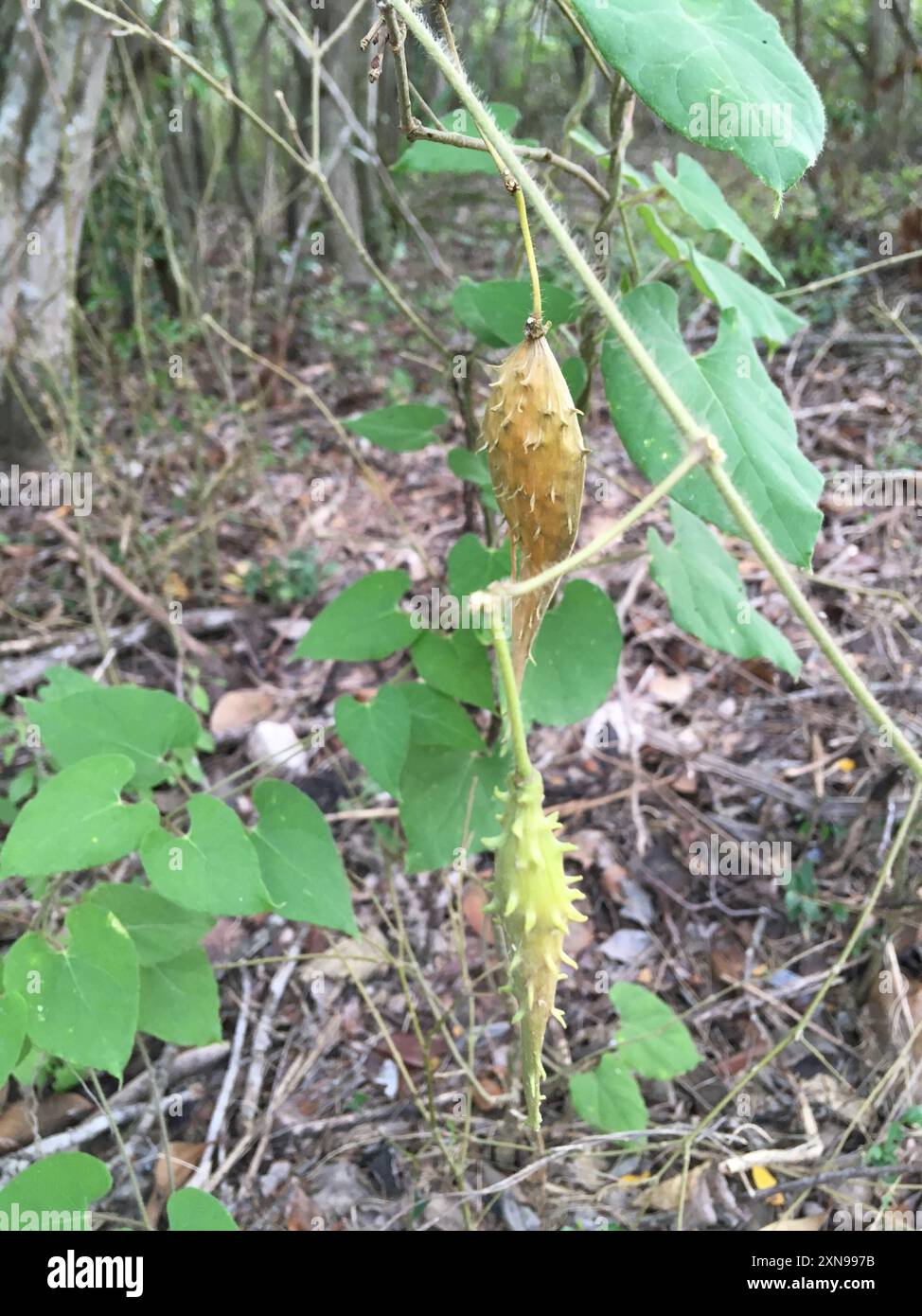 Pearl Milkweed (Matelea reticulata) Plantae Stock Photo - Alamy