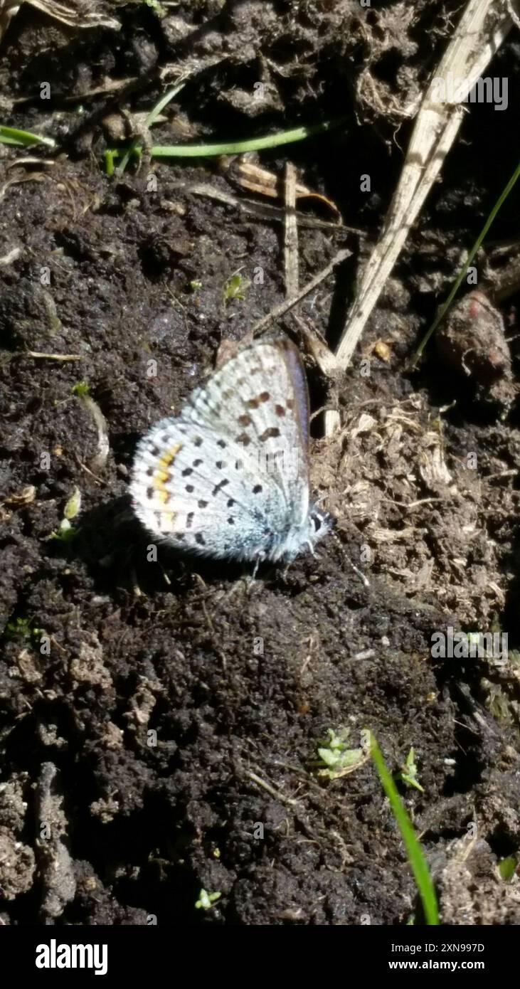 Ancilla Blue (Euphilotes ancilla) Insecta Stock Photo - Alamy