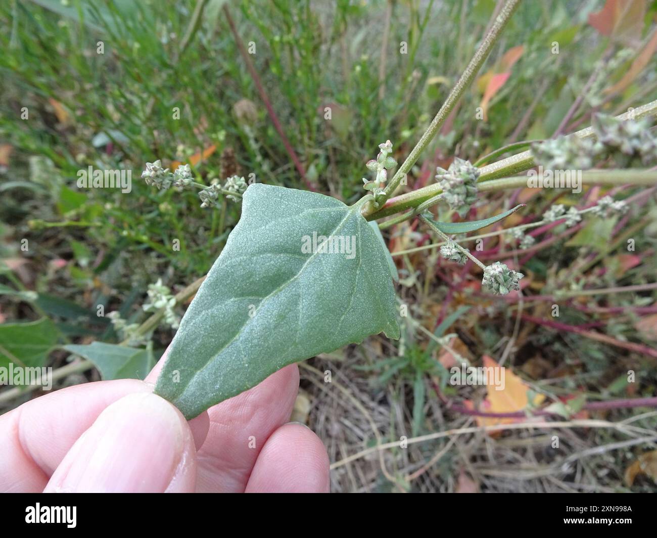 Russian atriplex (Atriplex micrantha) Plantae Stock Photo - Alamy