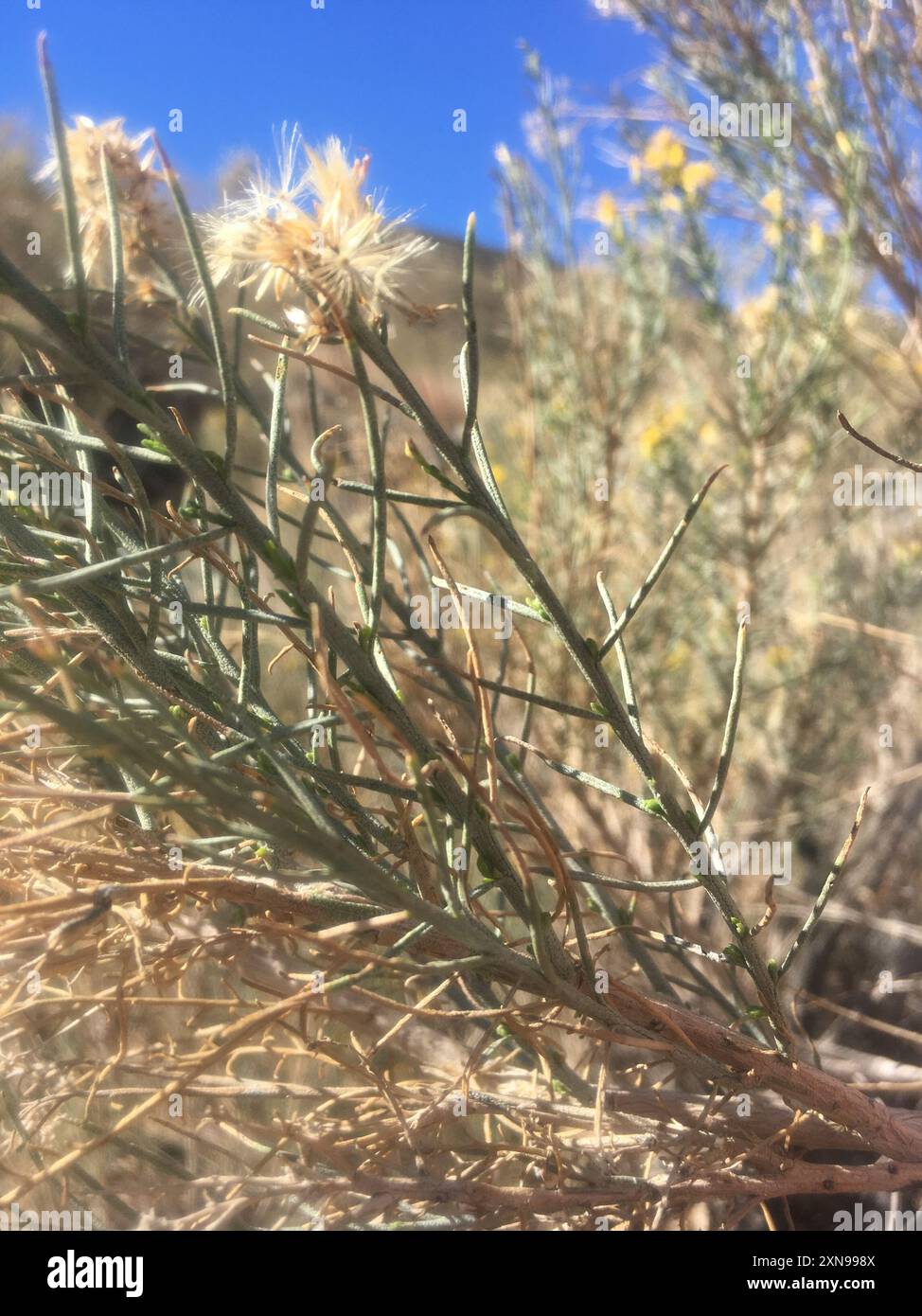 Black-banded Rabbitbrush (Ericameria paniculata) Plantae Stock Photo ...