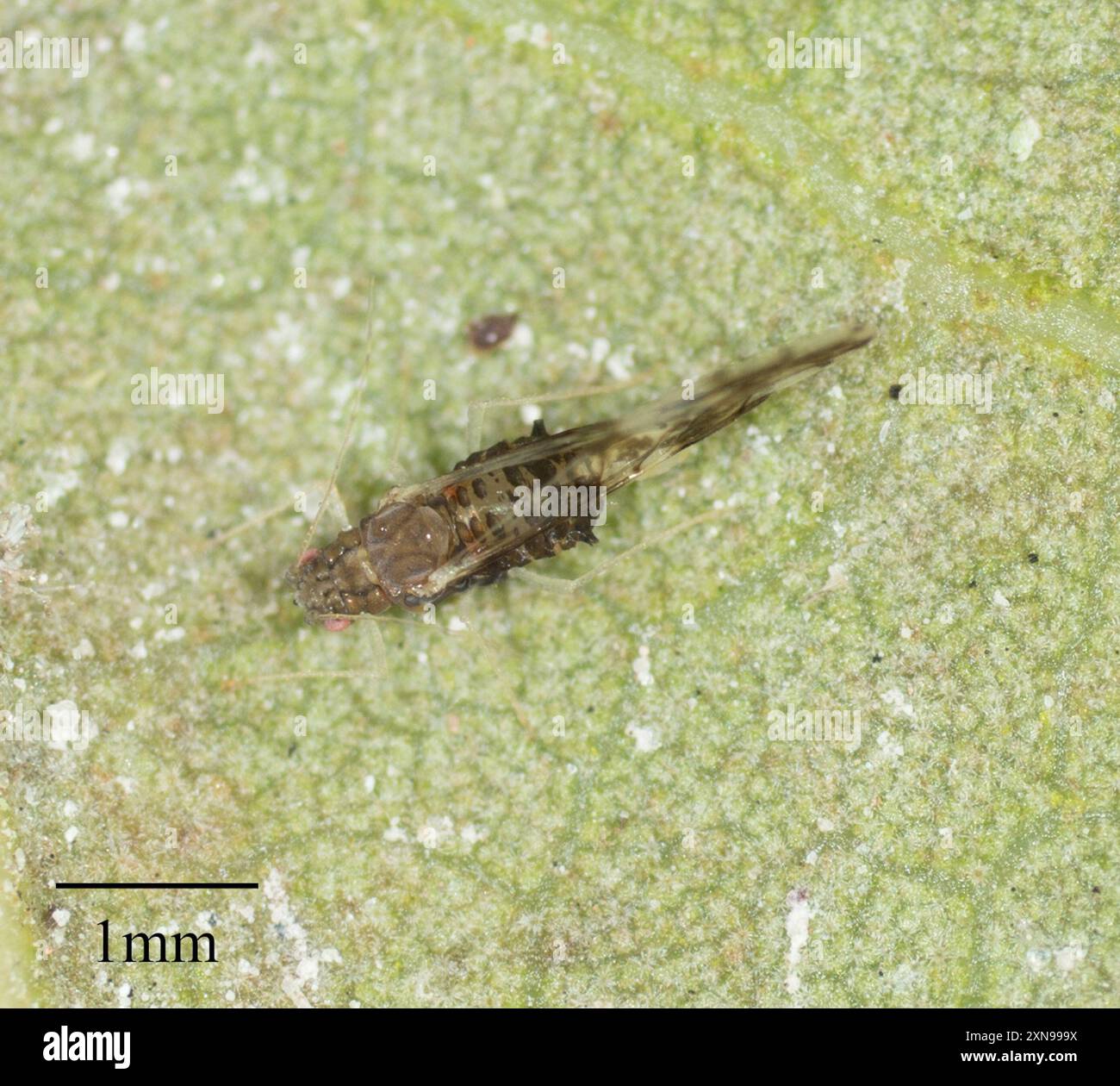 Eastern dusky-winged oak aphid (Neomyzocallis discolor) Insecta Stock ...