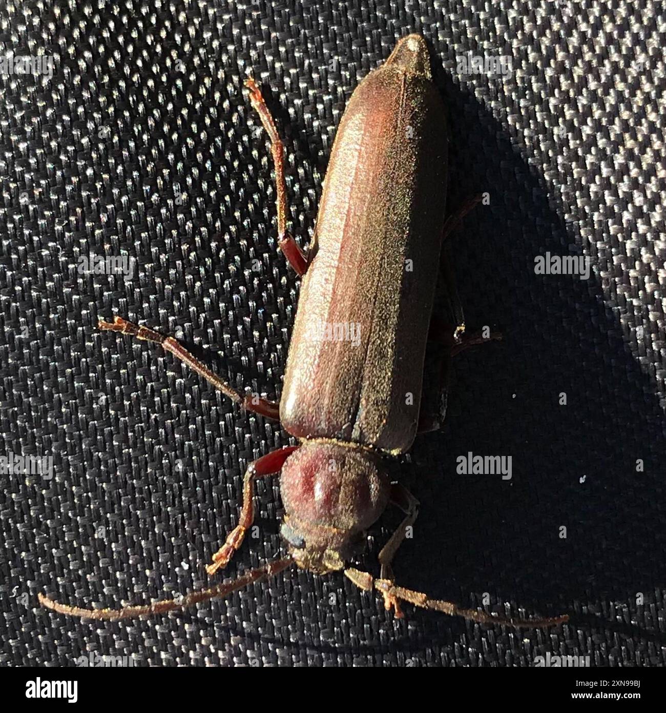 Rust Pine Borer (Arhopalus rusticus) Insecta Stock Photo - Alamy