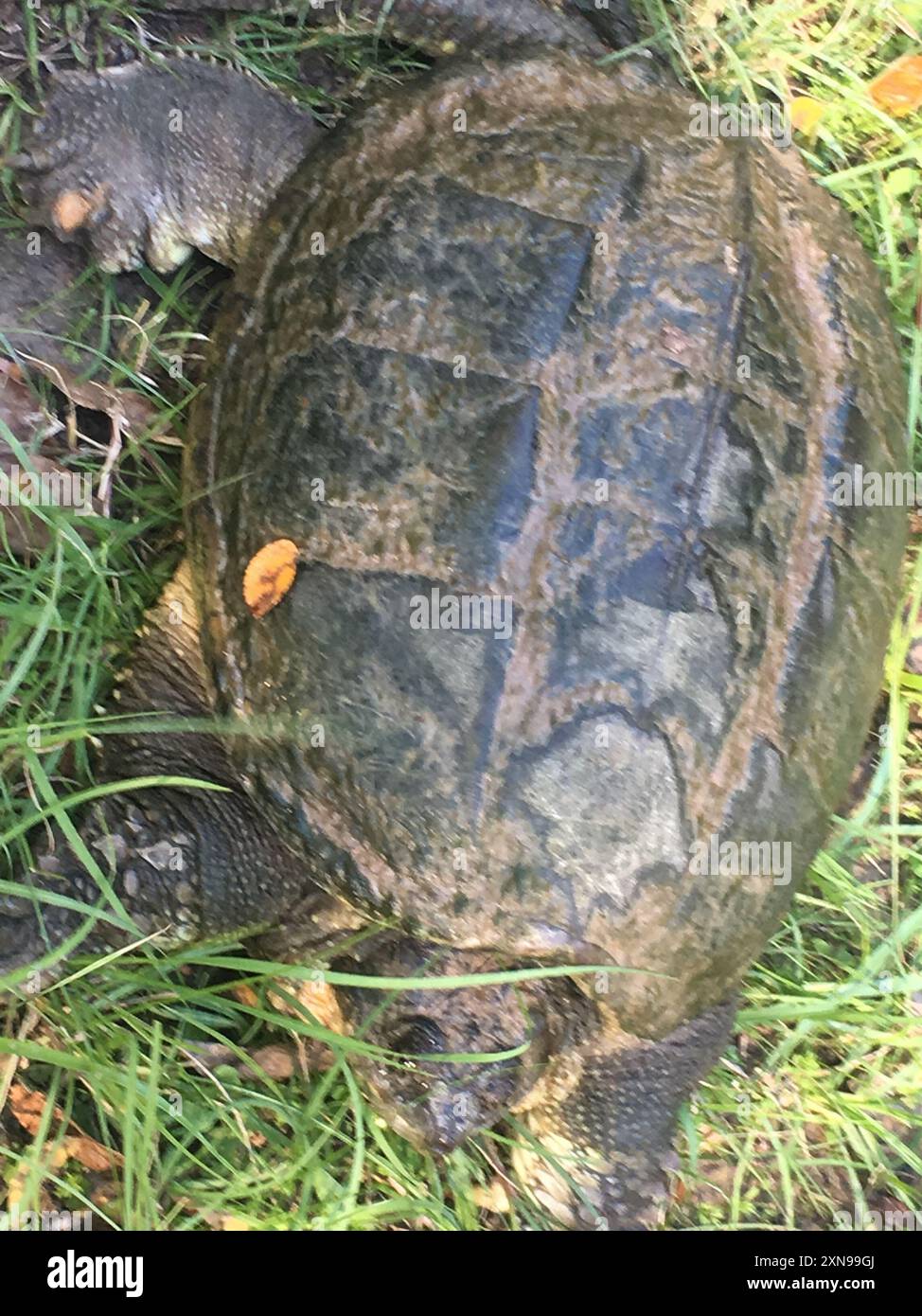 Common Snapping Turtle (Chelydra serpentina) Reptilia Stock Photo - Alamy