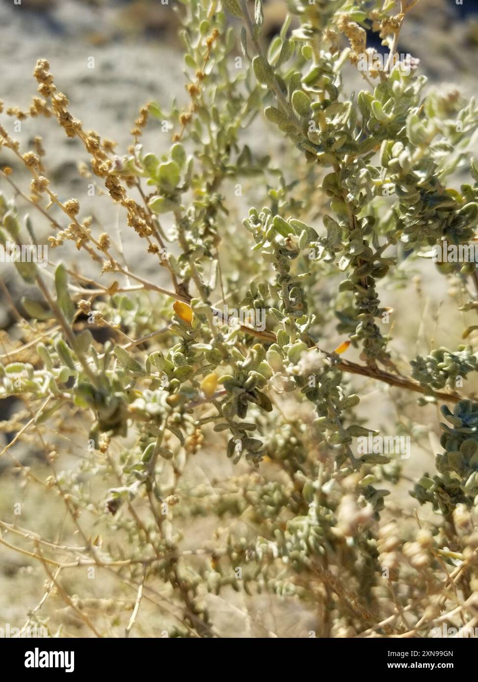 Cattle Saltbush (Atriplex polycarpa) Plantae Stock Photo - Alamy