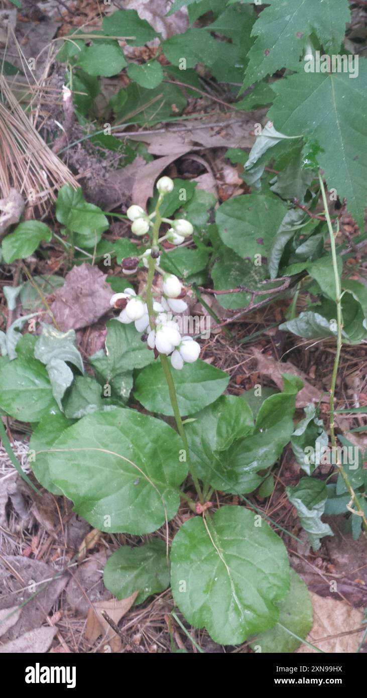 shinleaf (Pyrola elliptica) Plantae Stock Photo - Alamy