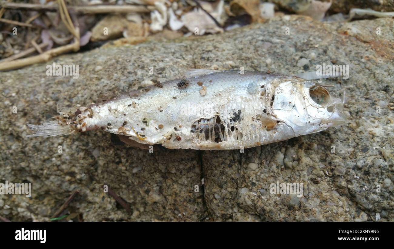 Dotted Gizzard Shad (Konosirus punctatus) Actinopterygii Stock Photo ...