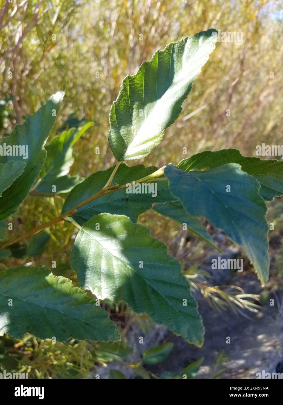 white alder (Alnus rhombifolia) Plantae Stock Photo - Alamy