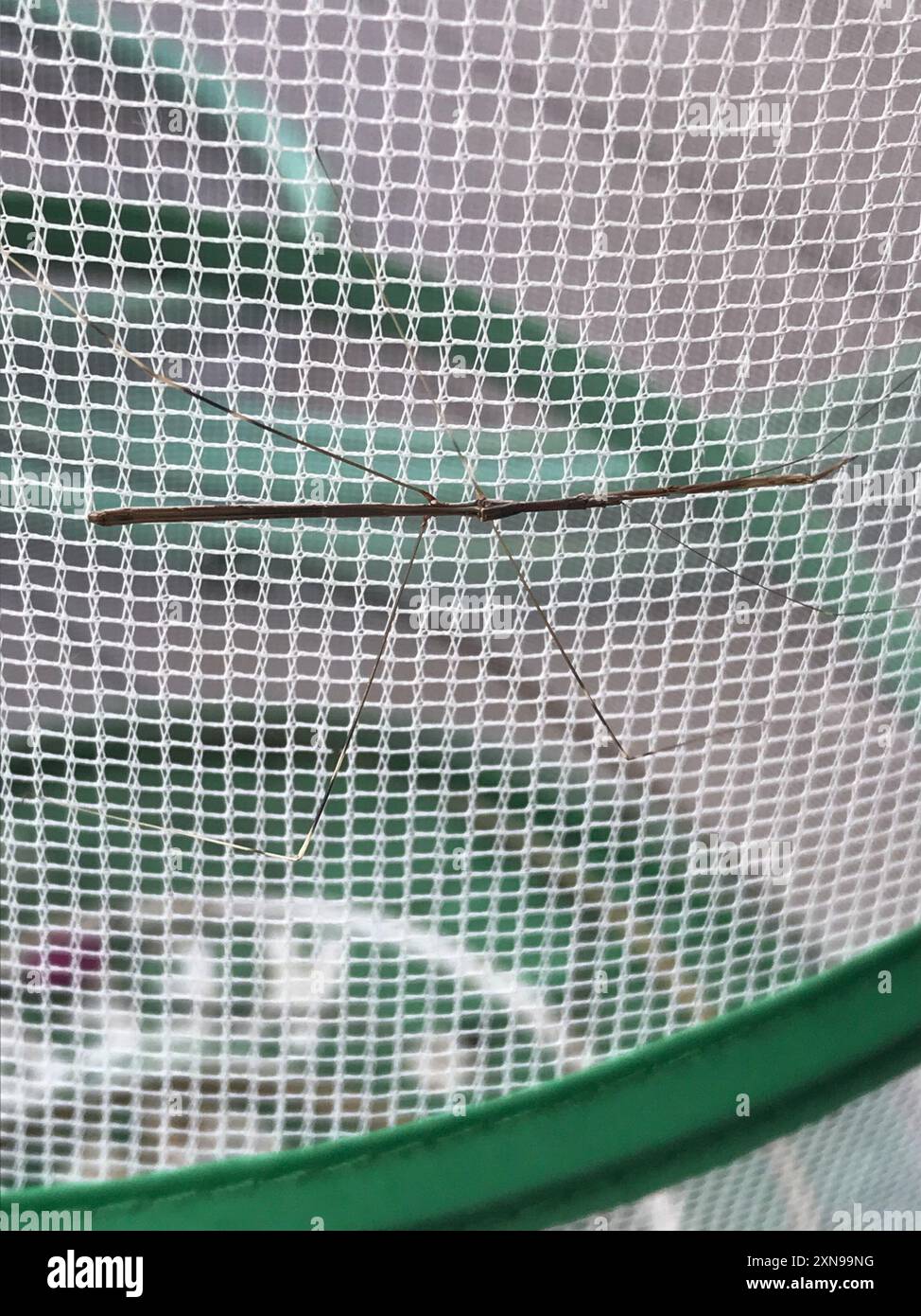 Thread-legged Bugs (Emesinae) Insecta Stock Photo - Alamy