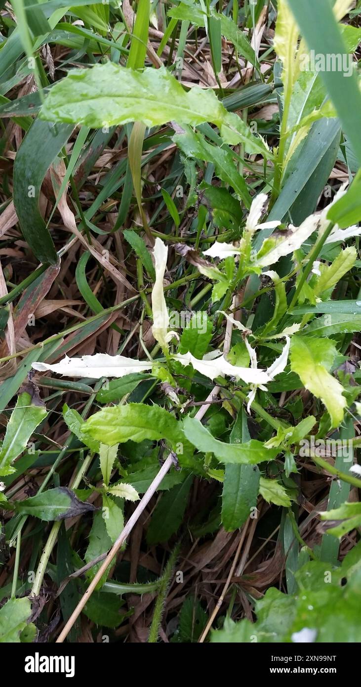 Bacterial Speck (Pseudomonas syringae Stock Photo - Alamy