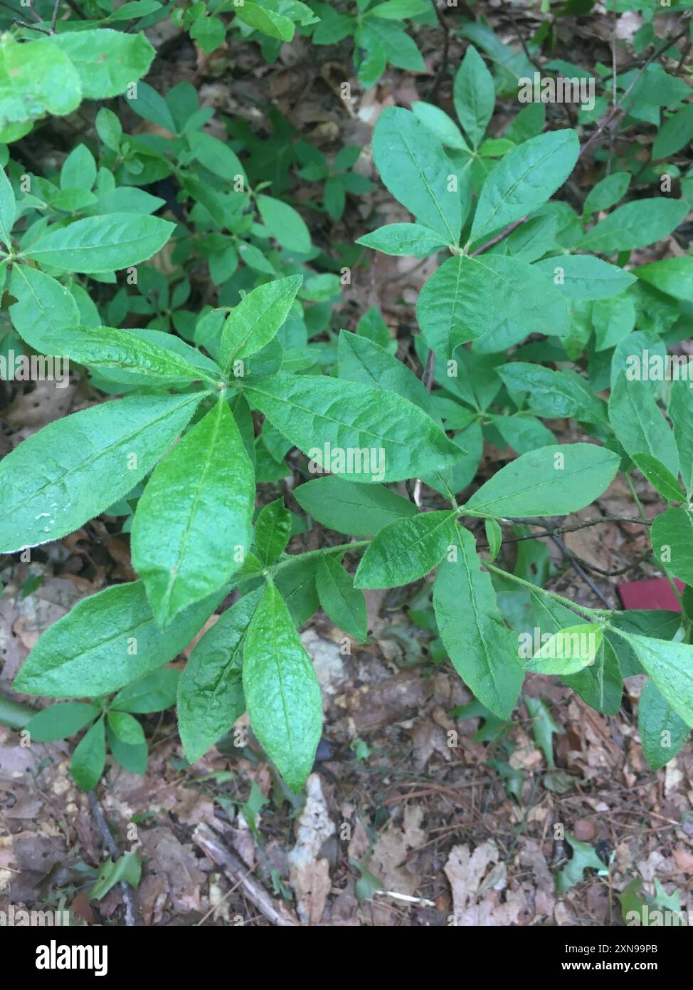 Pinxter Flower (Rhododendron periclymenoides) Plantae Stock Photo - Alamy