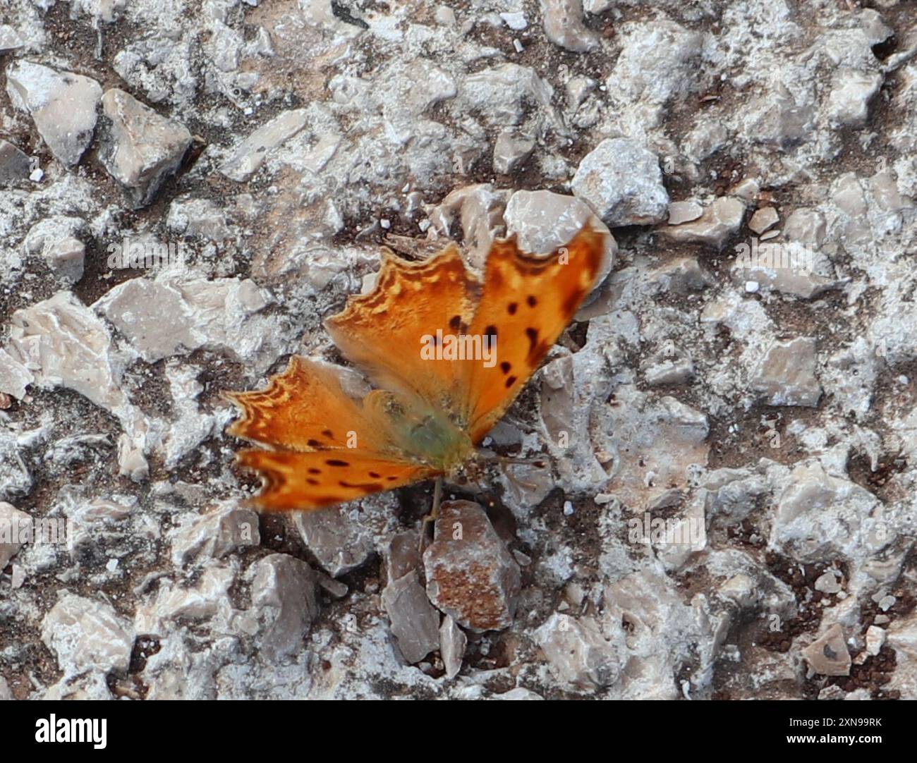 Southern Comma (Polygonia egea) Insecta Stock Photo - Alamy