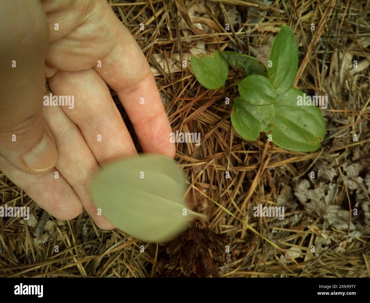 sawbrier (Smilax glauca) Plantae Stock Photo - Alamy