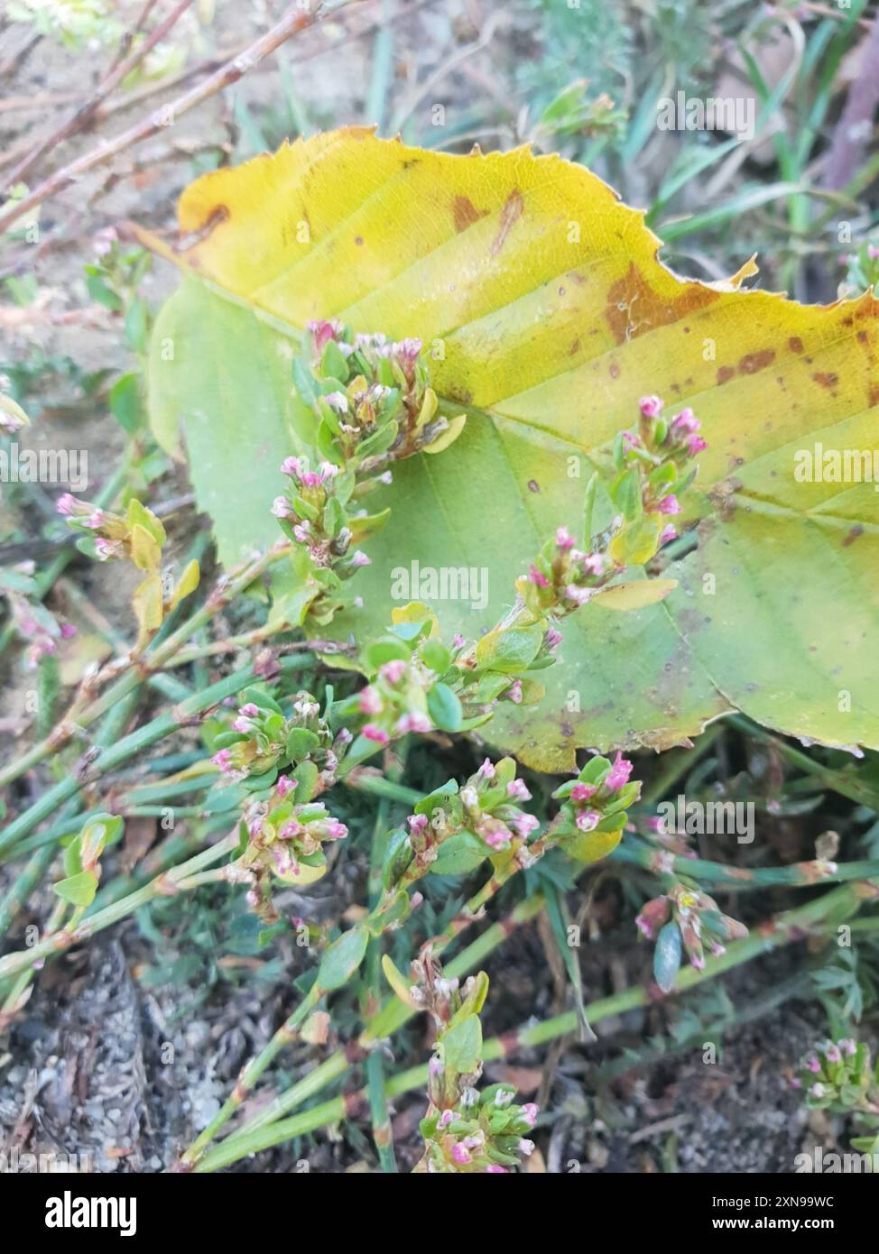 Prostrate Knotweed (Polygonum aviculare) Plantae Stock Photo - Alamy