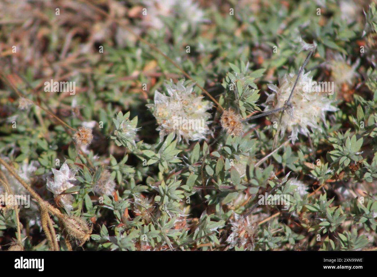 Algerian Tea (Paronychia argentea) Plantae Stock Photo - Alamy