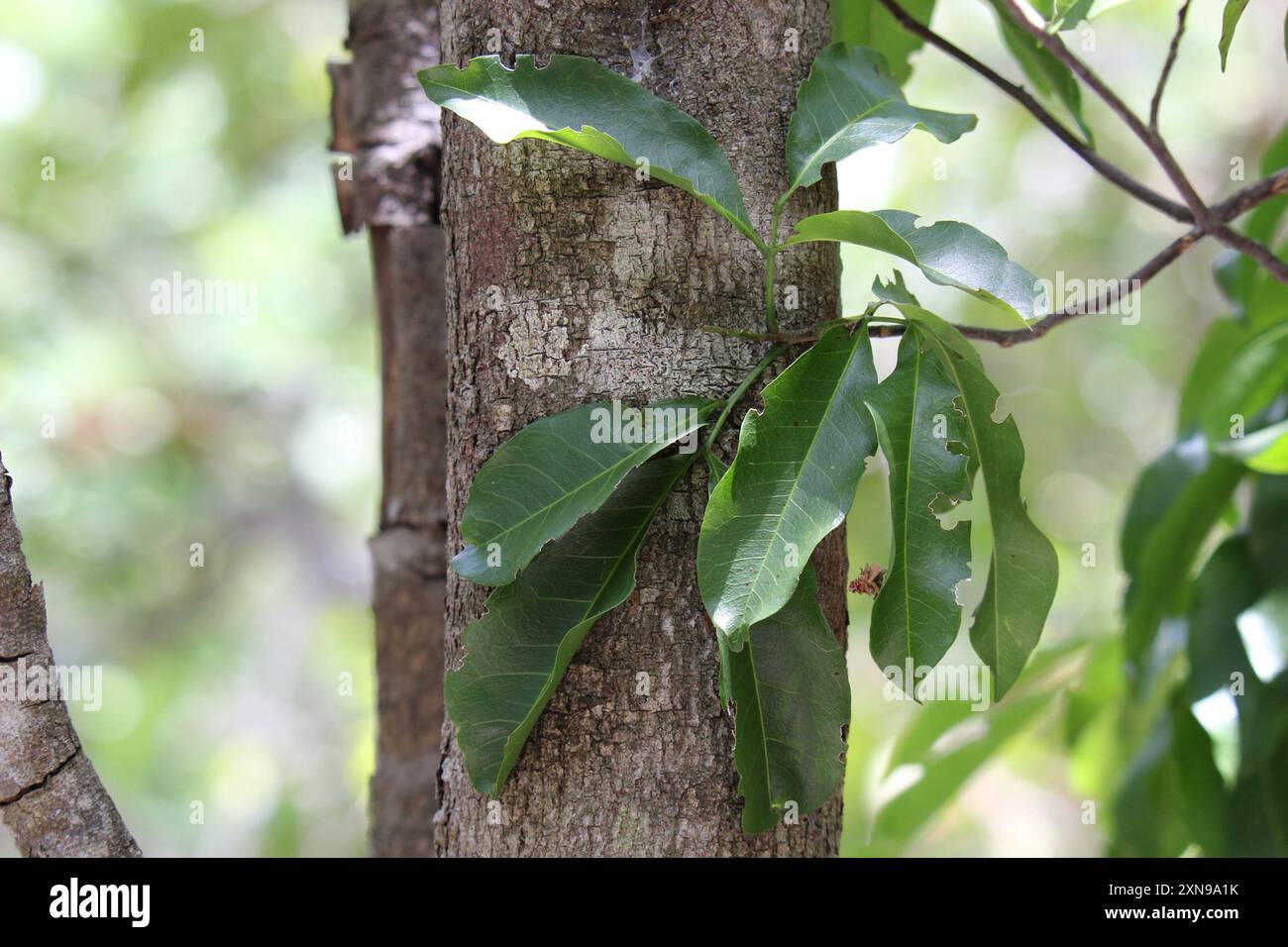 Inkwood (Exothea paniculata) Plantae Stock Photo - Alamy