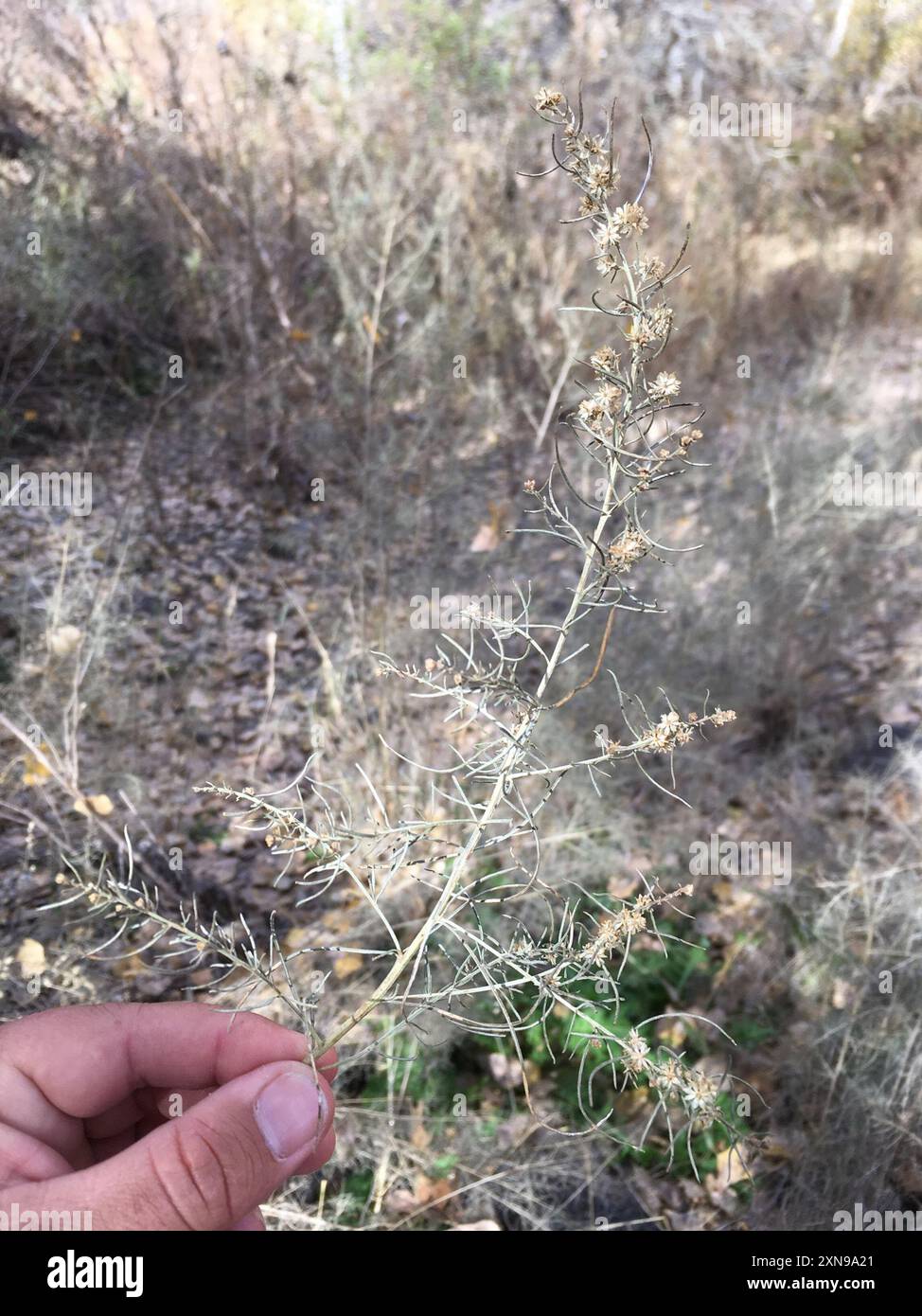 Singlewhorl Burrobrush (Ambrosia monogyra) Plantae Stock Photo - Alamy