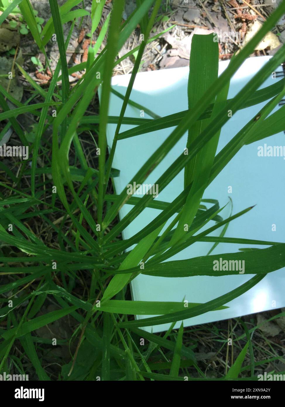 Glyceria striata hi-res stock photography and images - Alamy