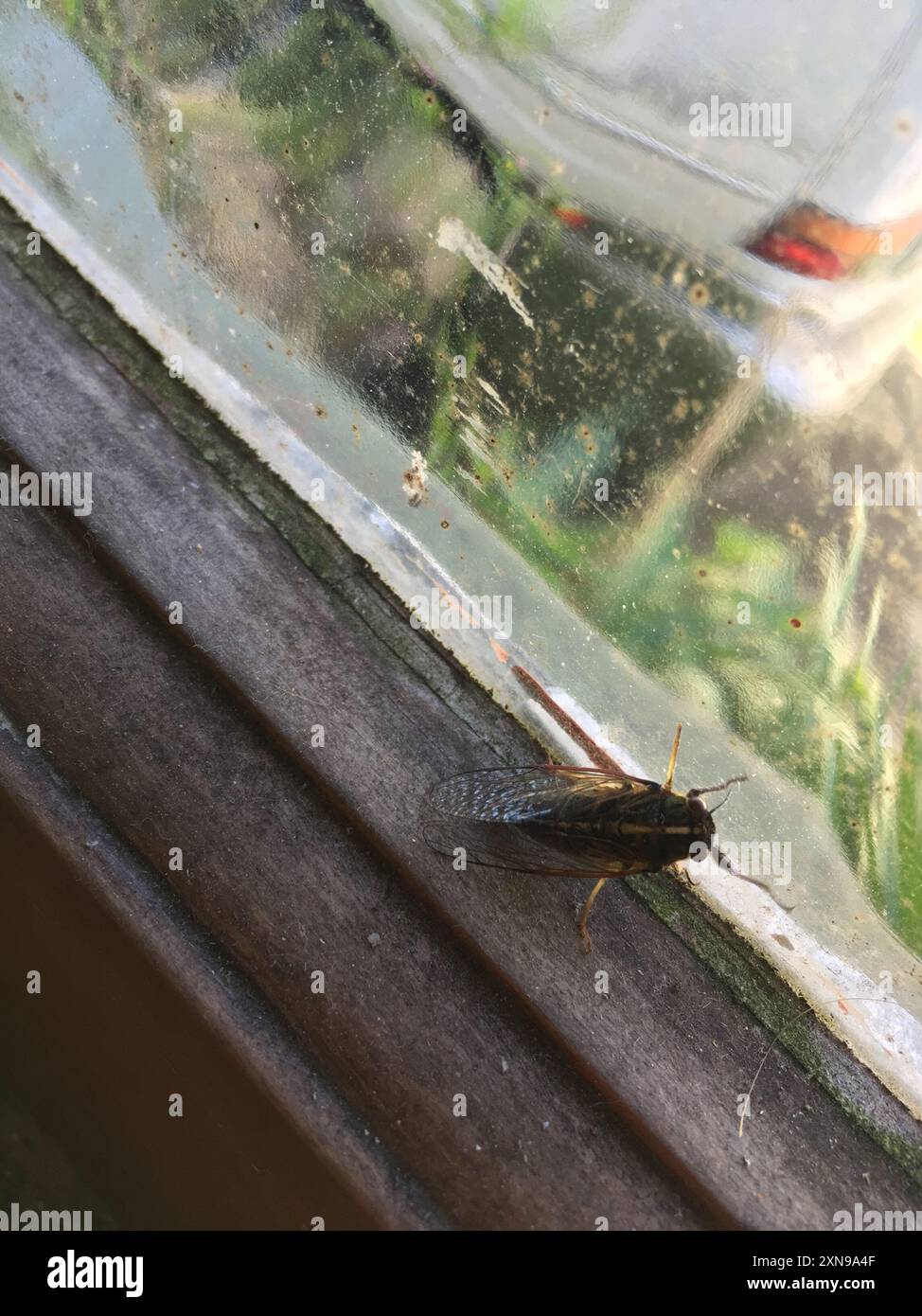 Cicada muta hi-res stock photography and images - Alamy