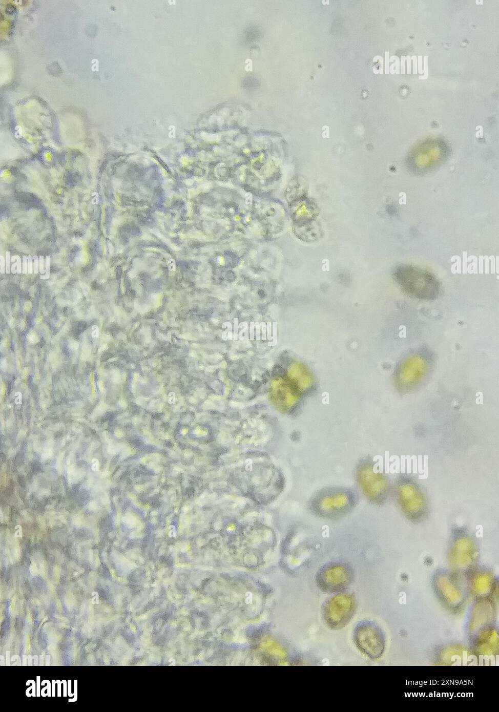 Coprophilus hi-res stock photography and images - Alamy