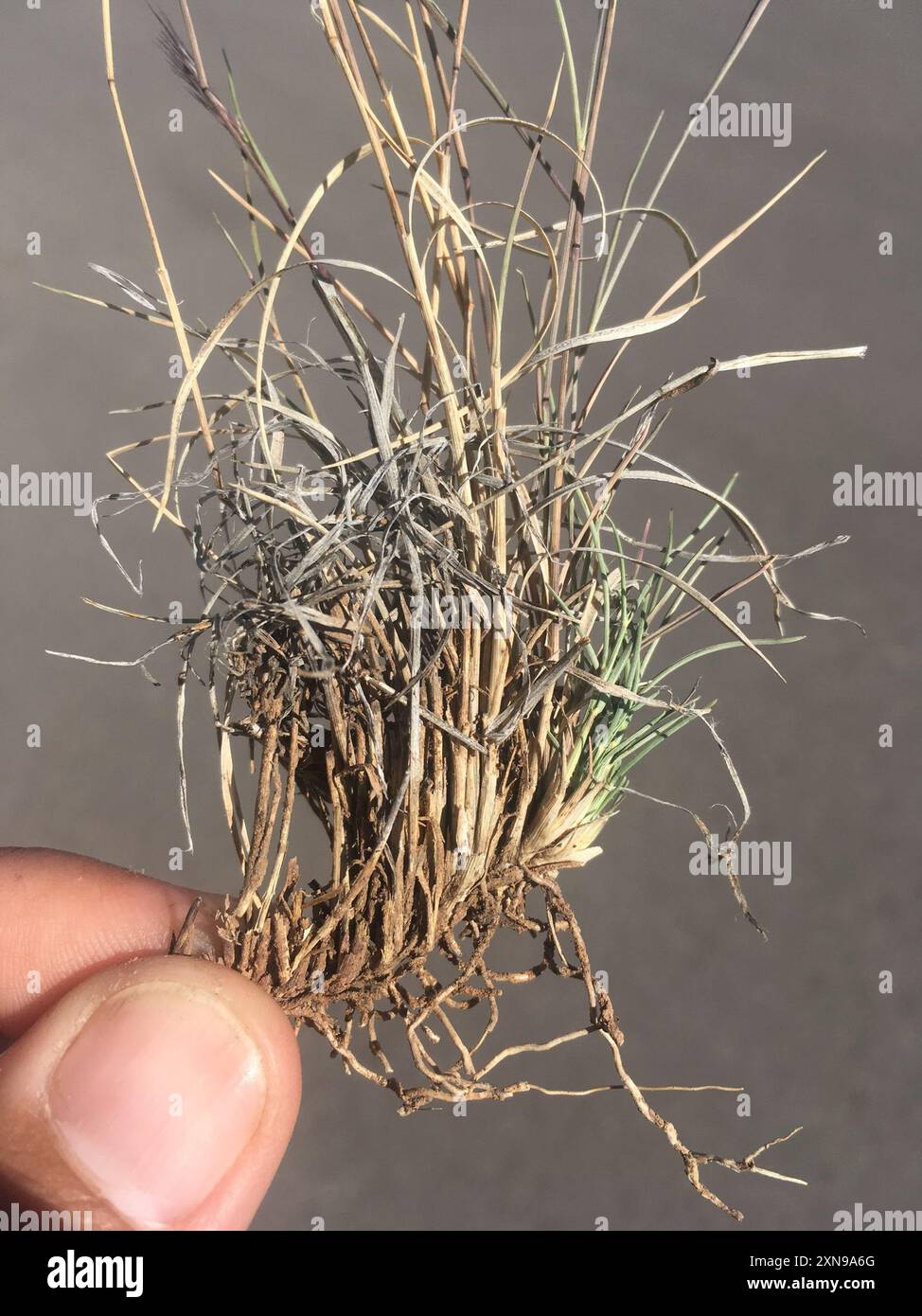 Red Grama (Bouteloua trifida) Plantae Stock Photo - Alamy