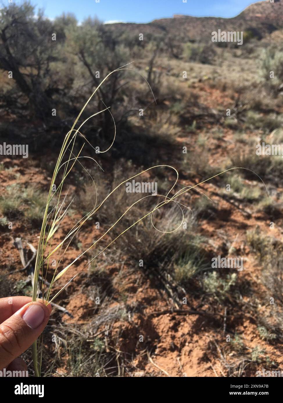 Needle-and-thread Grass (Hesperostipa comata) Plantae Stock Photo - Alamy