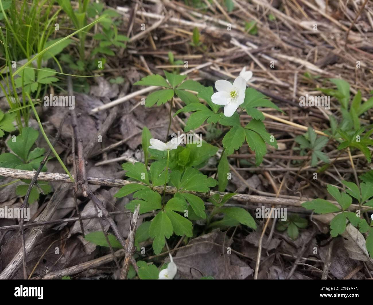 wood anemone (Anemonoides quinquefolia) Plantae Stock Photo - Alamy