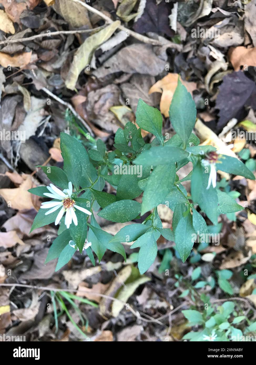 Texas aster (Symphyotrichum drummondii texanum) Plantae Stock Photo - Alamy