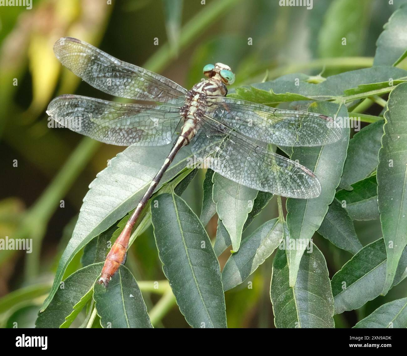 Stylurus plagiatus hi-res stock photography and images - Alamy