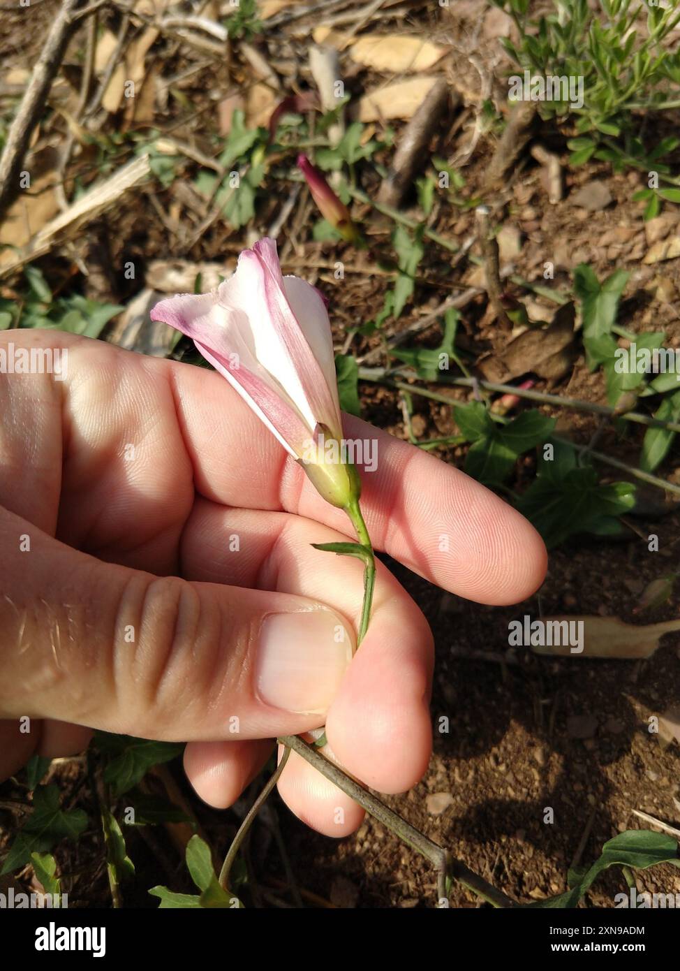 Pacific false bindweed (Calystegia purpurata purpurata) Plantae Stock ...