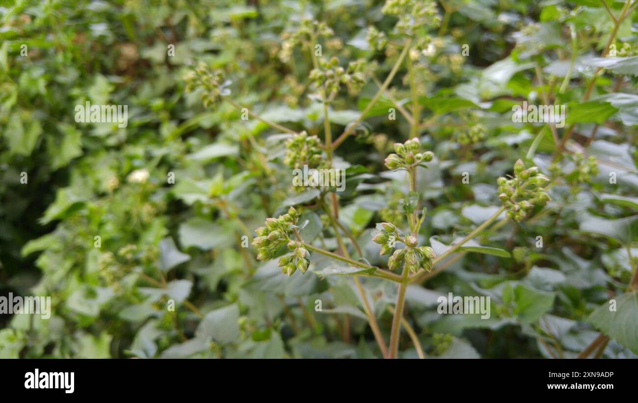 Crofton Weed (Ageratina adenophora) Plantae Stock Photo - Alamy