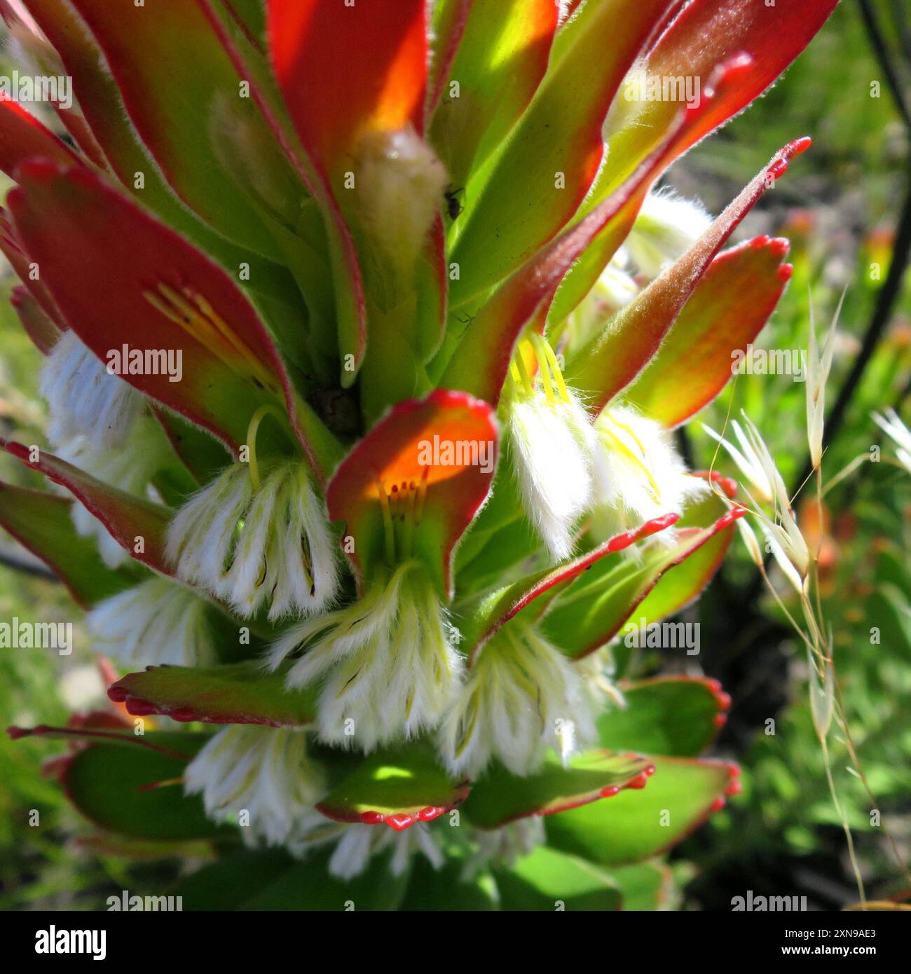 Common Pagoda (Mimetes cucullatus) Plantae Stock Photo - Alamy