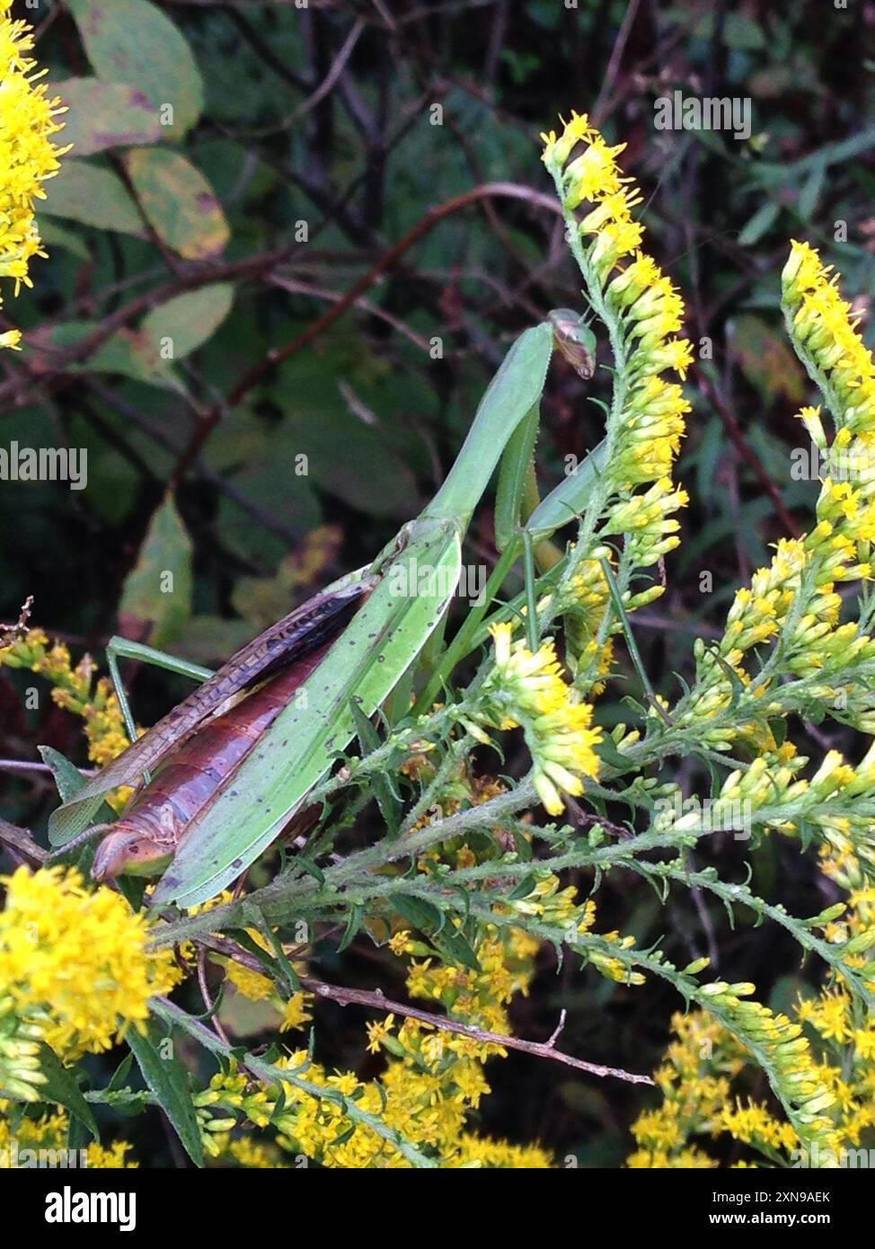 Chinese Mantis (Tenodera sinensis) Insecta Stock Photo - Alamy