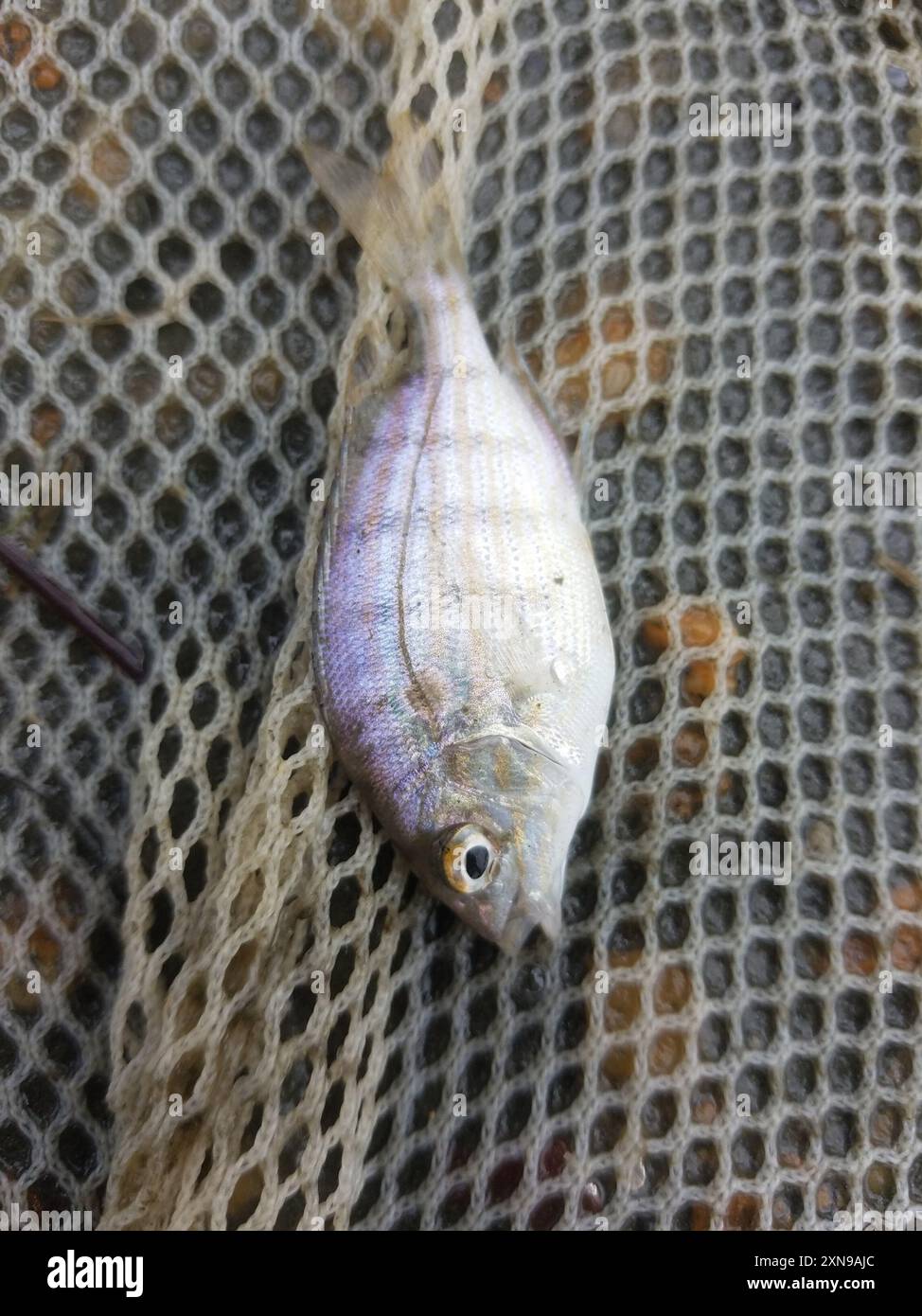 Pinfish (Lagodon rhomboides) Actinopterygii Stock Photo - Alamy