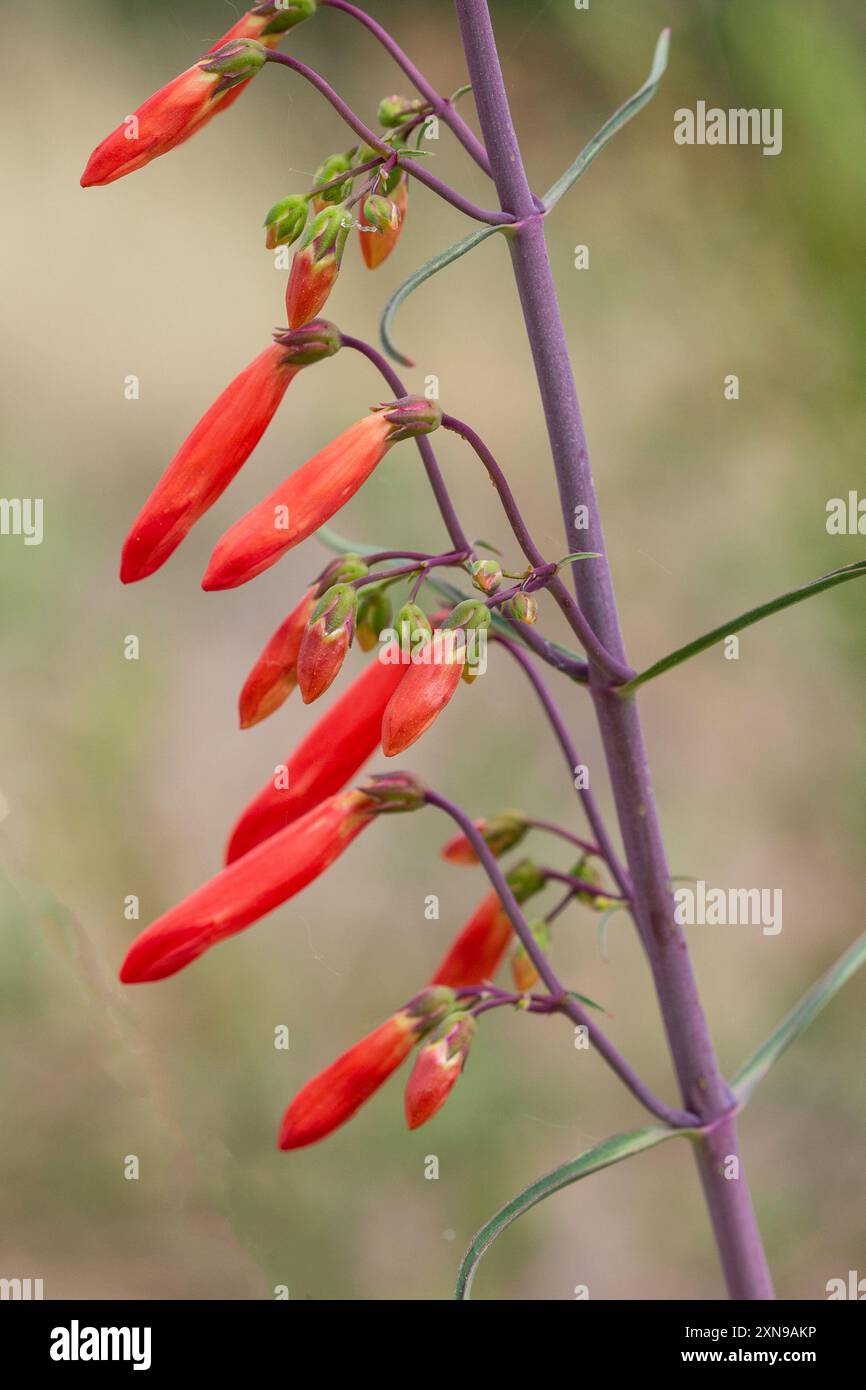 Beardlip Penstemon (Penstemon barbatus) Plantae Stock Photo - Alamy