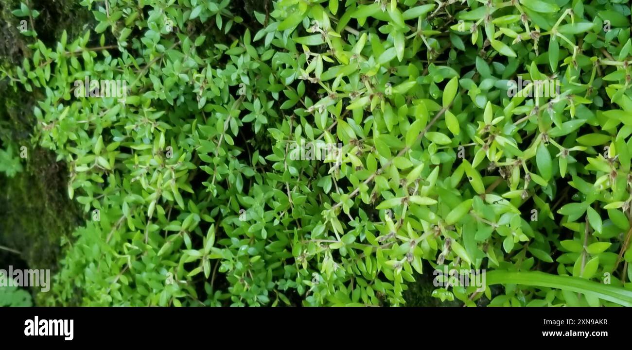 Stringy Stonecrop (Sedum sarmentosum) Plantae Stock Photo - Alamy