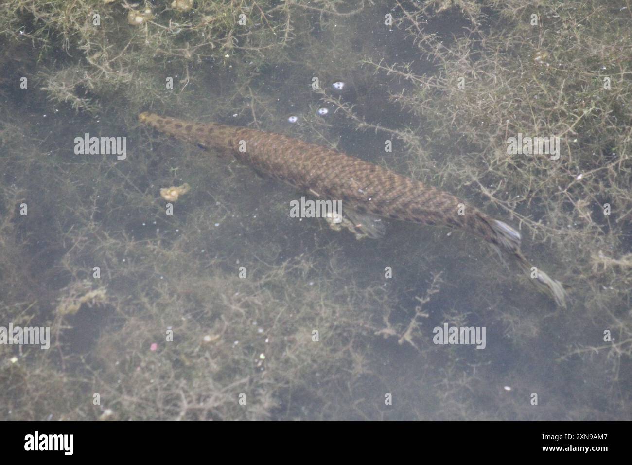 Spotted Gar (Lepisosteus oculatus) Actinopterygii Stock Photo - Alamy