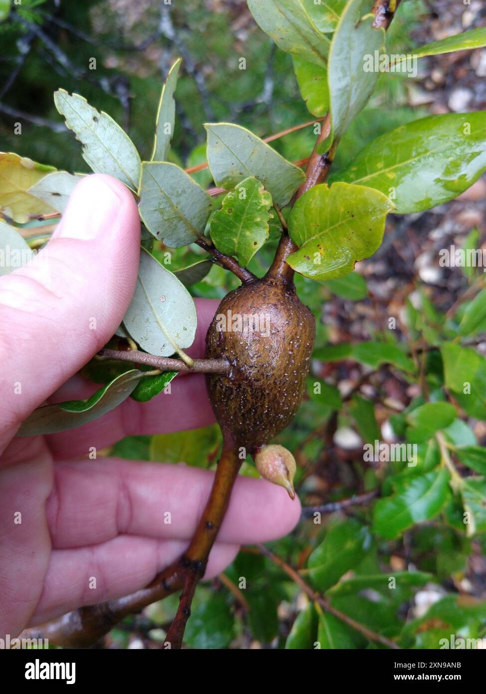 Tapered Stem Gall Wasp (Protobalandricus spectabilis) Insecta Stock ...