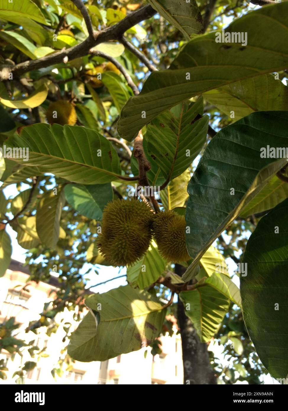 wild jack (Artocarpus hirsutus) Plantae Stock Photo - Alamy