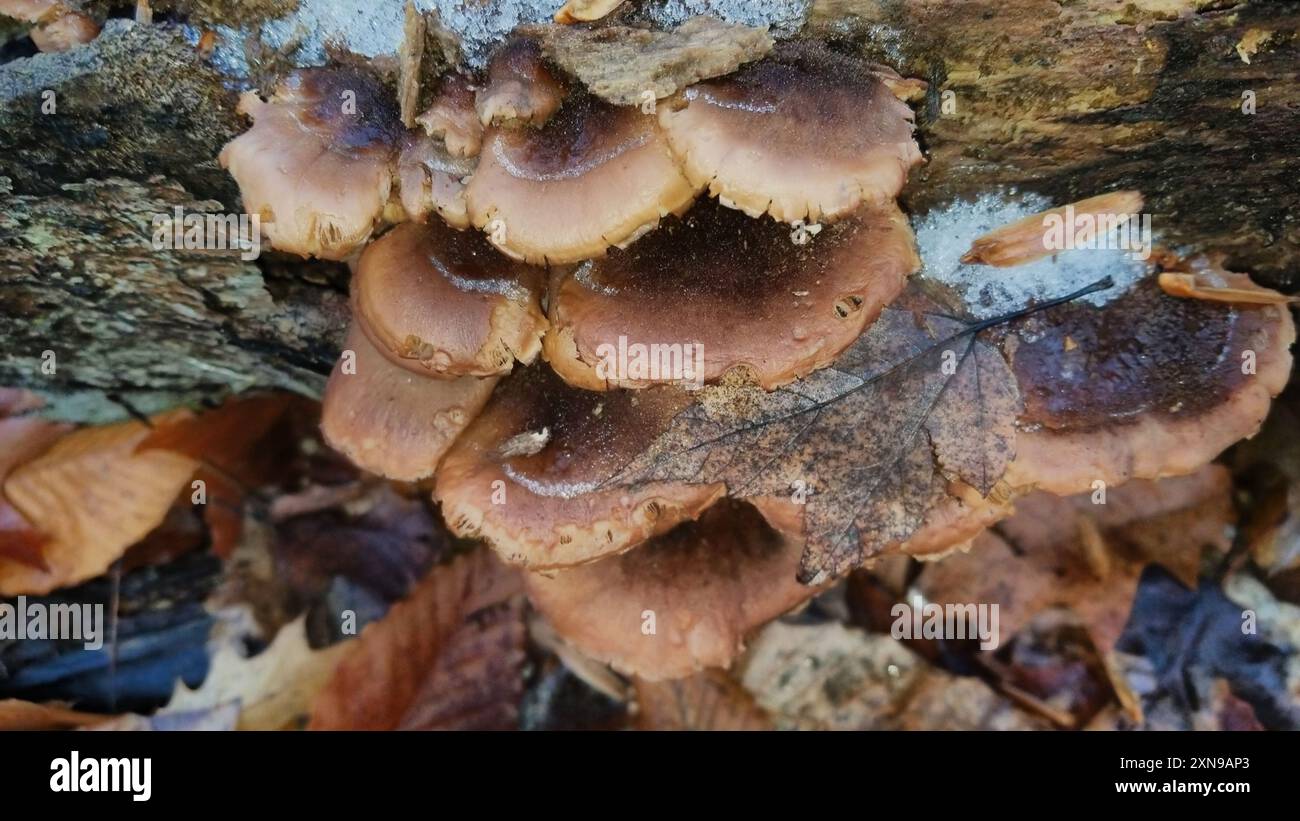 bear lentinus (Lentinellus ursinus) Fungi Stock Photo - Alamy