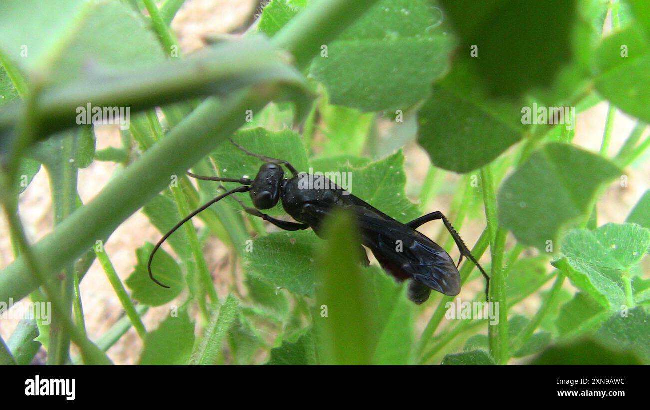 Spider Wasps (Pompilidae) Insecta Stock Photo - Alamy