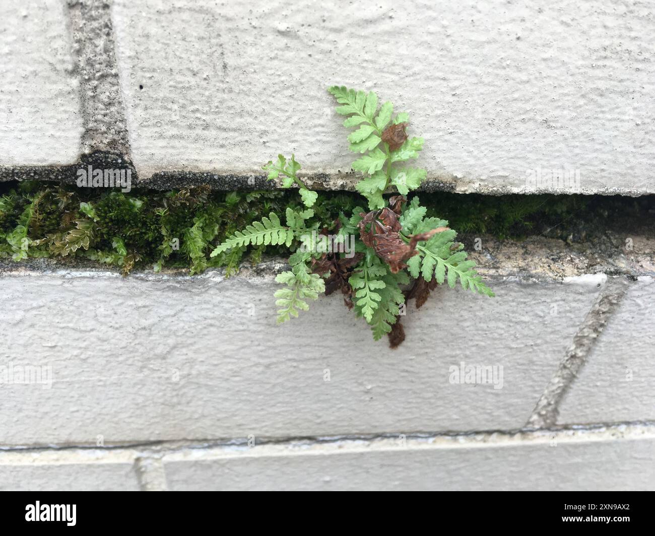 Mackay's Fragile Fern (Cystopteris tenuis) Plantae Stock Photo - Alamy