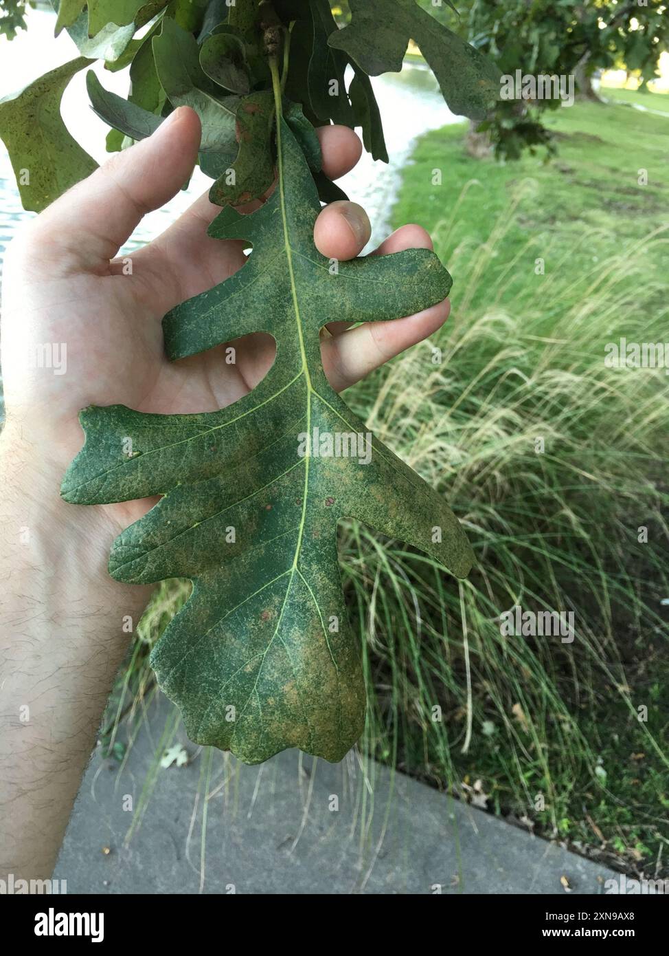 bur oak (Quercus macrocarpa) Plantae Stock Photo - Alamy