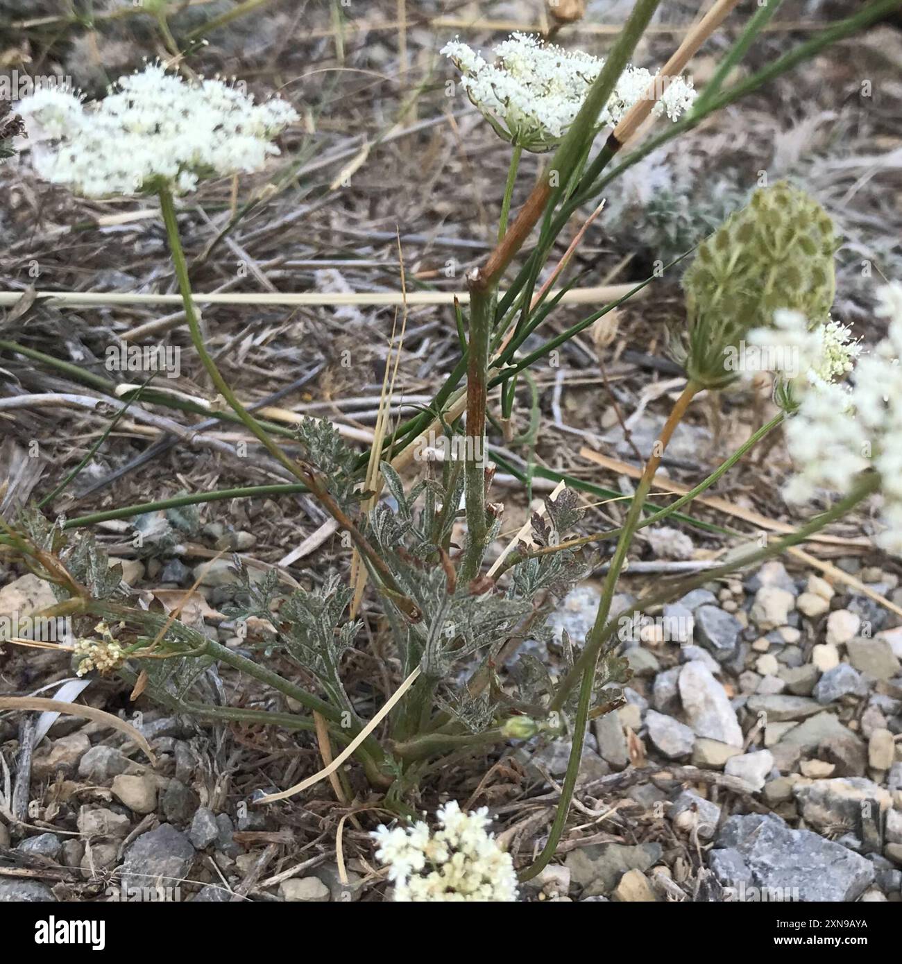 wild carrot (Daucus carota) Plantae Stock Photo - Alamy