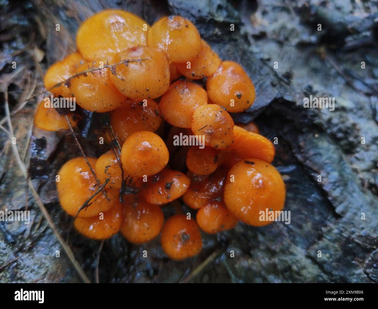 orange mycena (Mycena leaiana) Fungi Stock Photo - Alamy