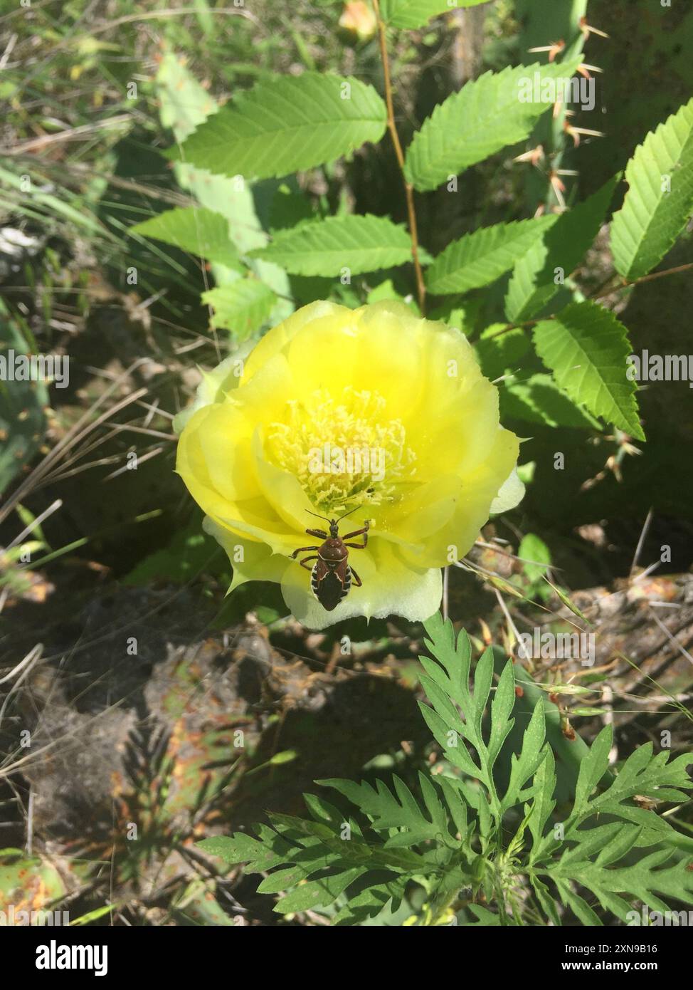 Plains Bee Assassin (Apiomerus spissipes) Insecta Stock Photo - Alamy